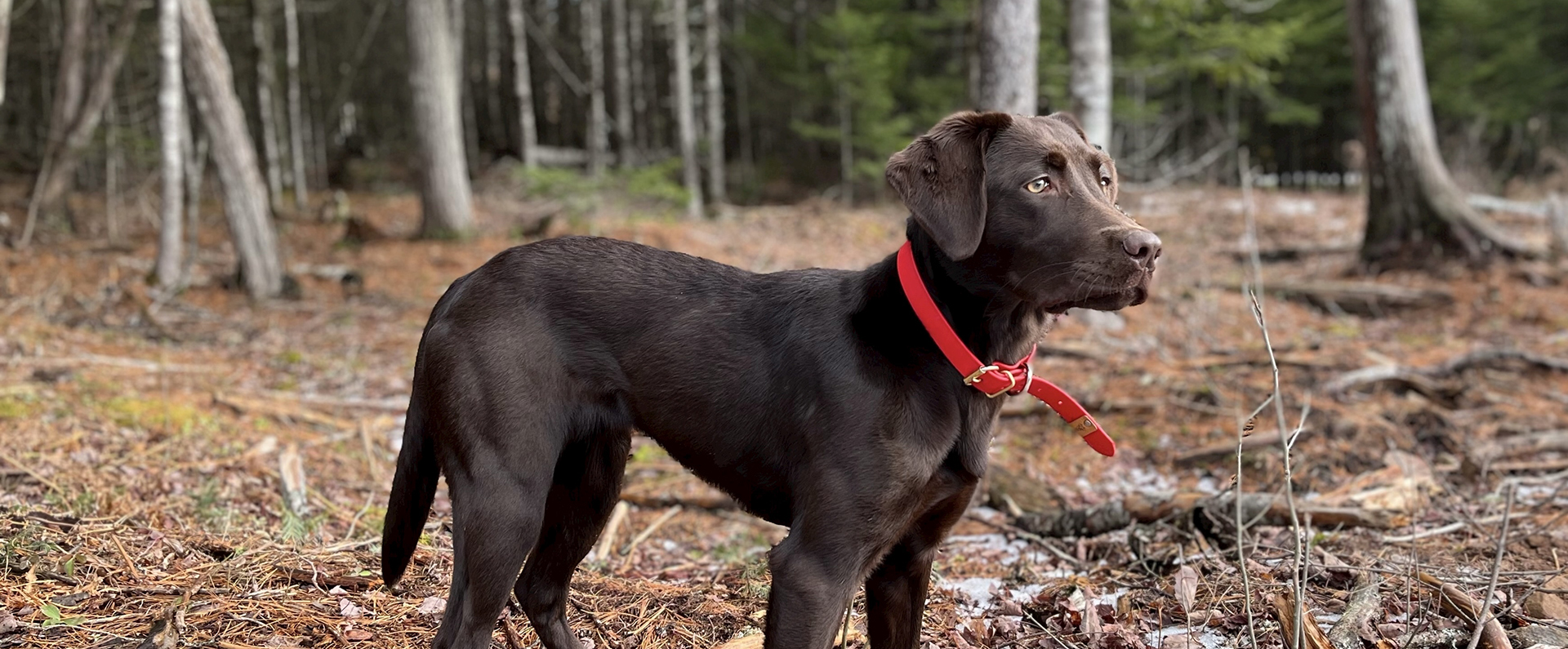 CKC Registered Labrador retrievers - Springwood Kennel